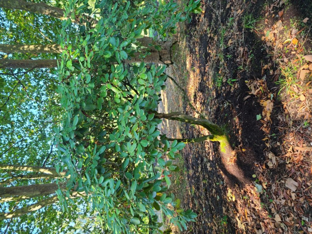 Tree Rescue - Woods Creek Nursery